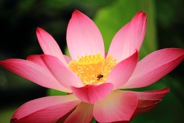 The Symbolic Lotus | Lotus Meditation Center